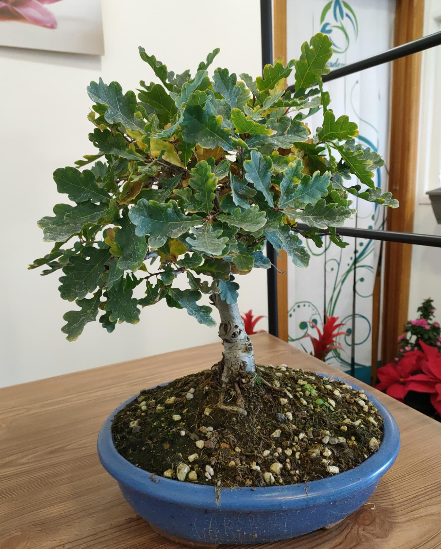 Bonsai Roma - Vendita - cura - assistenza - Verderame