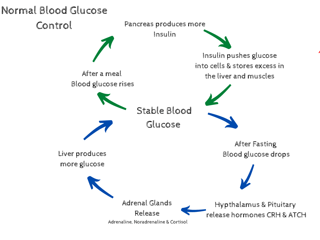 Blood Sugar Control, Normal Blood Sugar Physiology