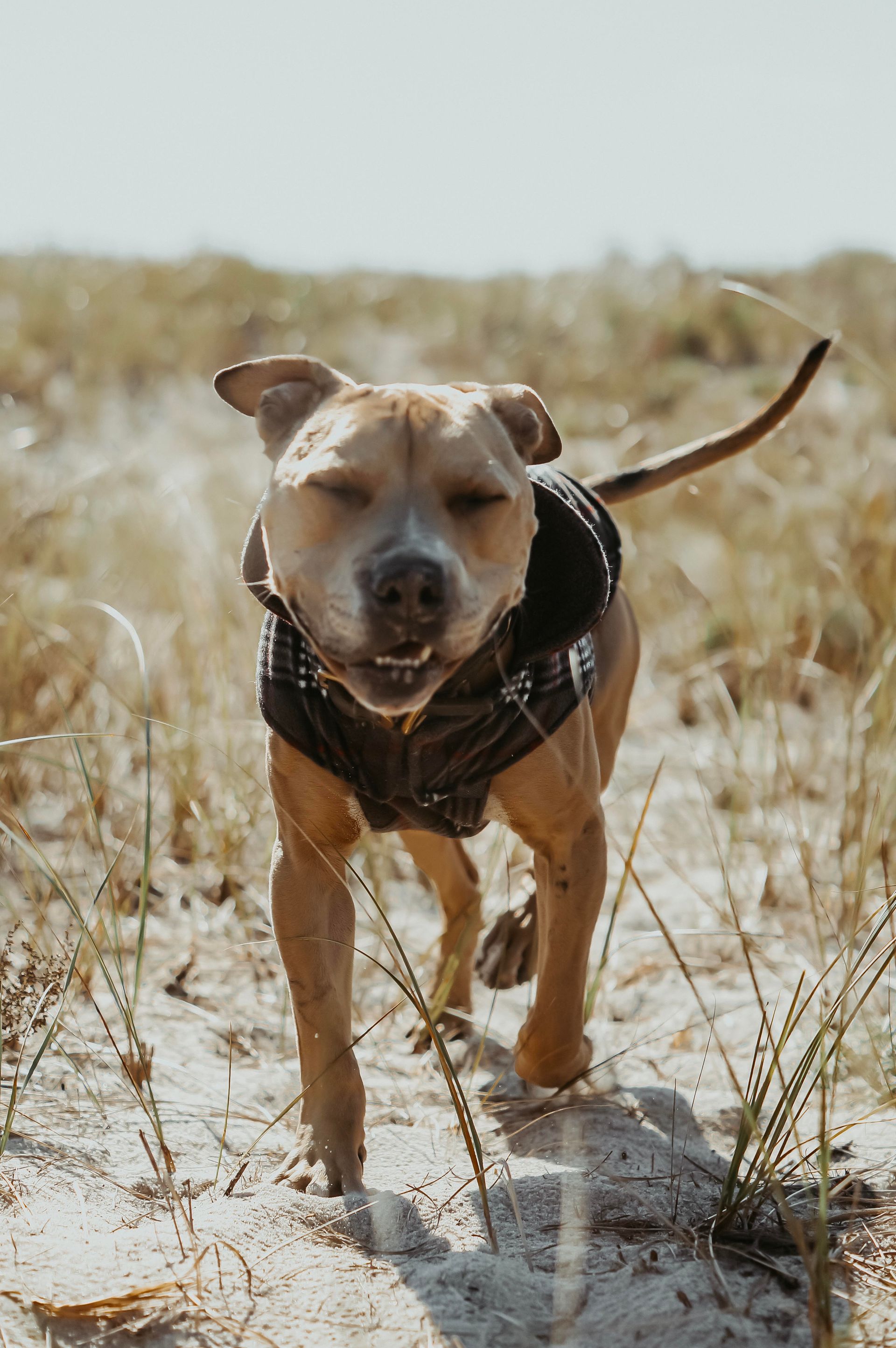 Gallery | Concord, NH | Capital City Canines