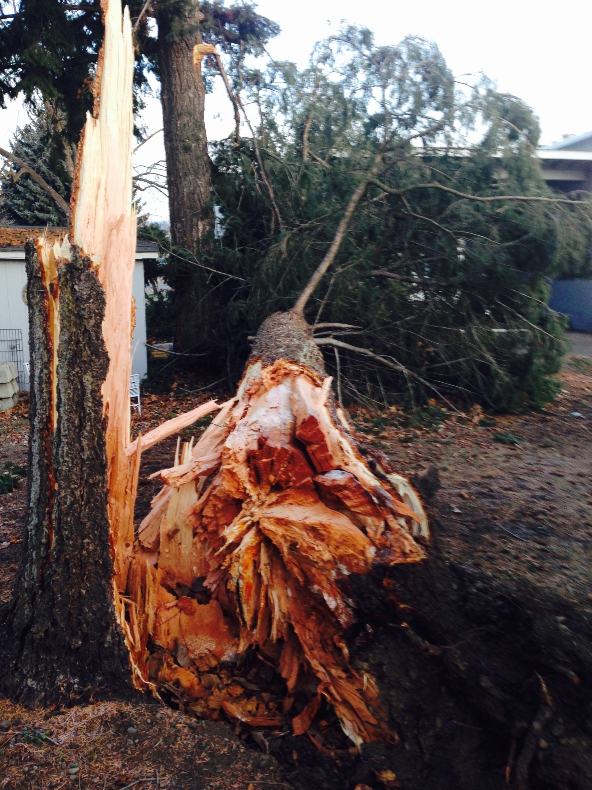 Complete Tree Care Projects | A1 Tree Service Spokane Washington