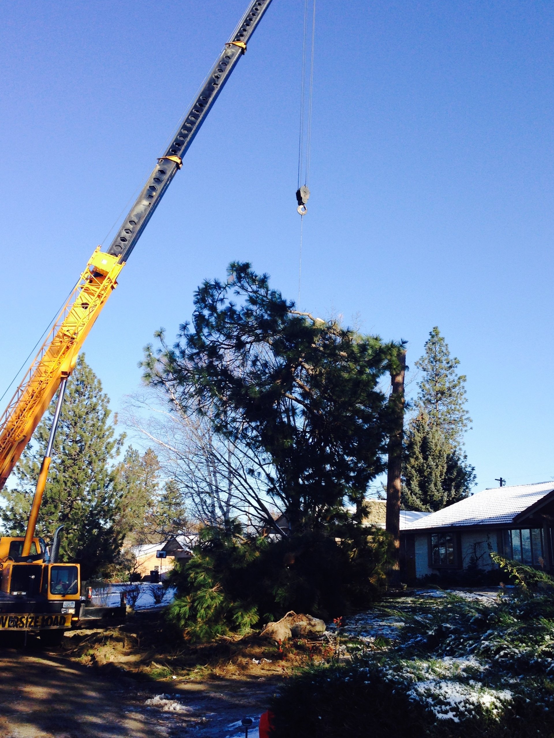 Tree Service Spokane WA | Certified Arborist & Tree Removal