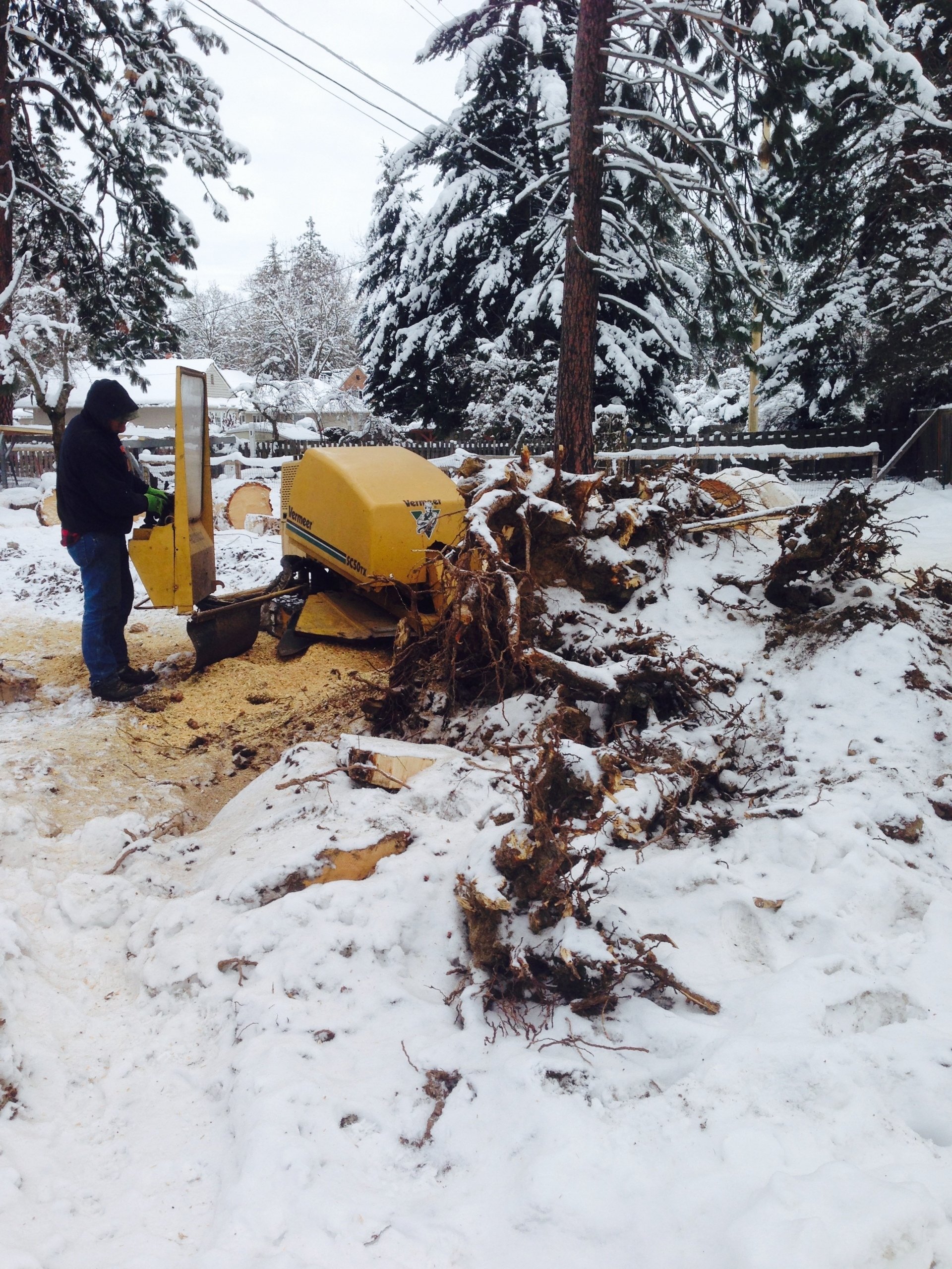 Tree Service Spokane WA | Certified Arborist & Tree Removal