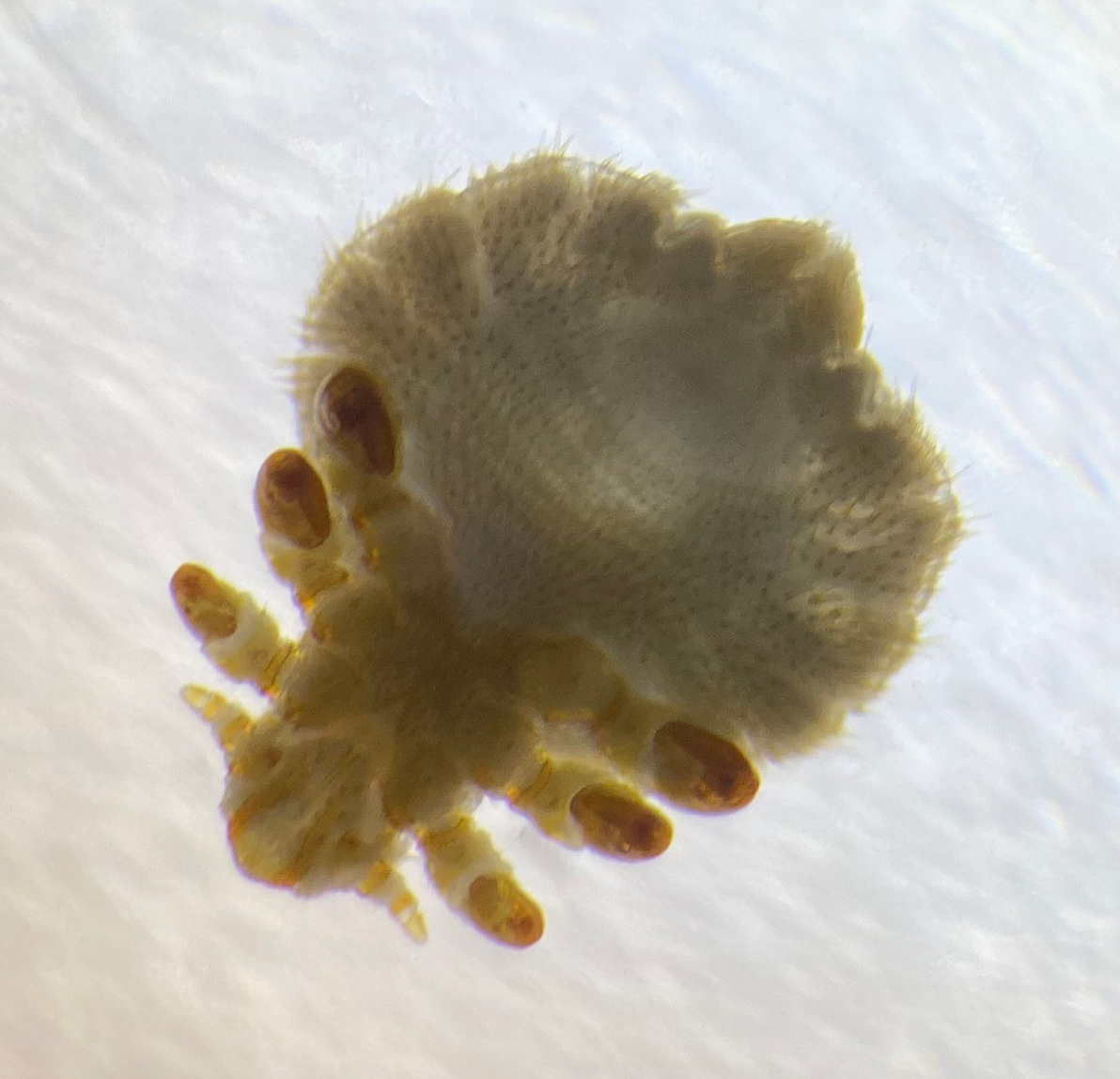 A FASCINATING EXAMPLE OF CO-EVOLUTIONARY ADAPTATION