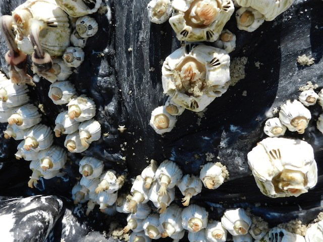 LET’S GET UP CLOSE AND PERSONAL TO A HUMPBACK WHALE’S SKIN