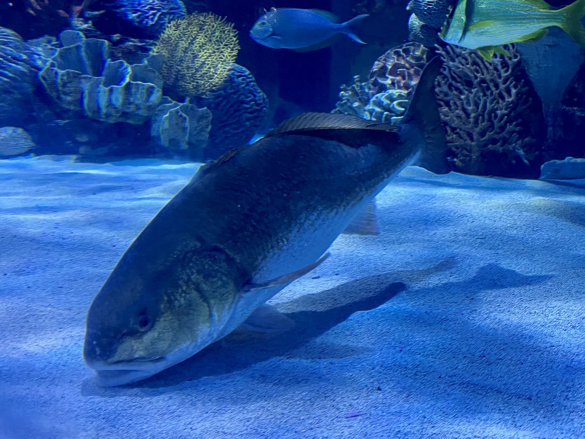 Aquarium Restaurant Tank Fish Species