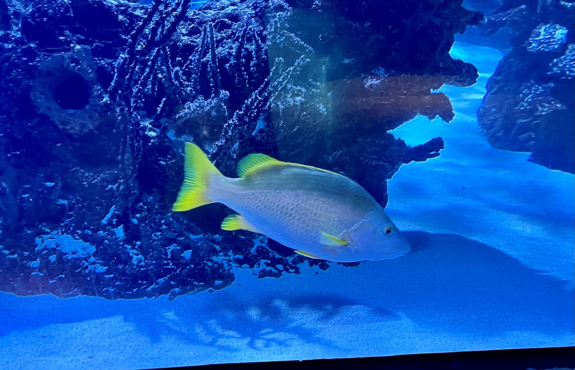 Aquarium Restaurant Tank Fish Species