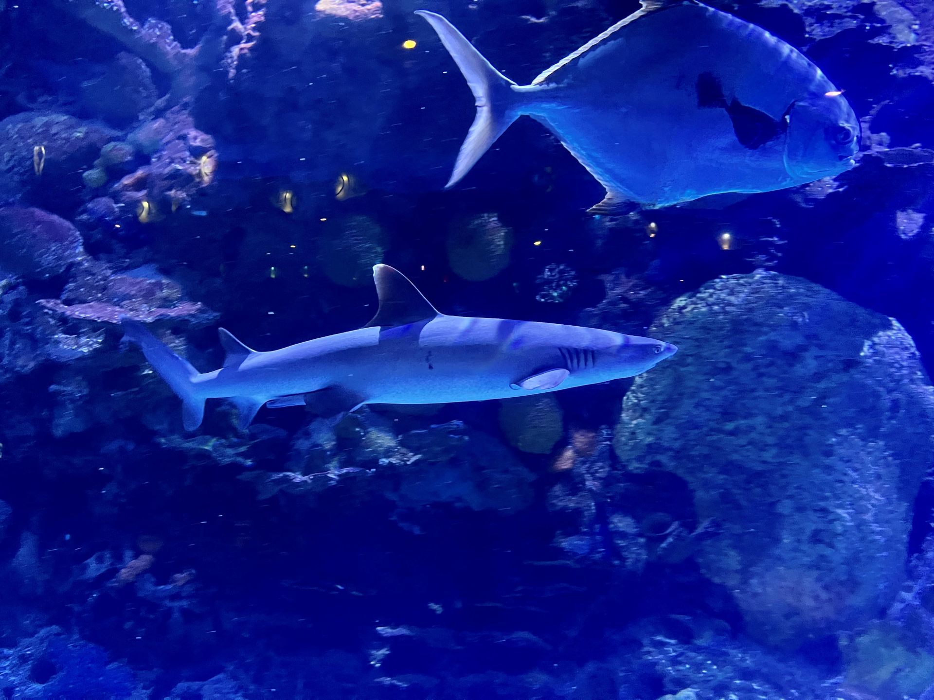 Aquarium Restaurant Tank Fish Species