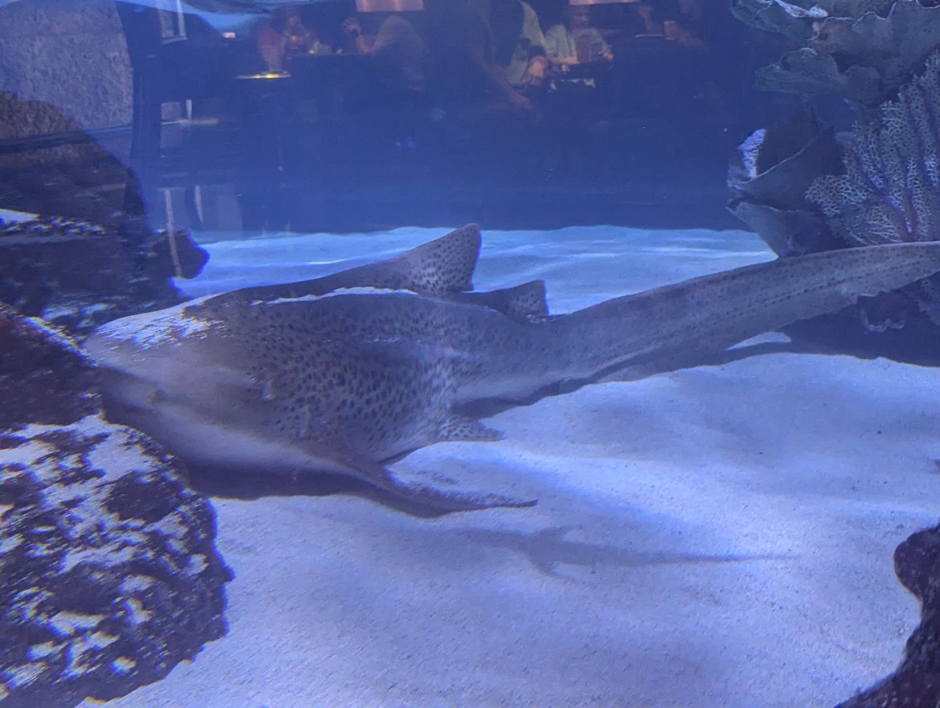 Aquarium Restaurant Tank Fish Species