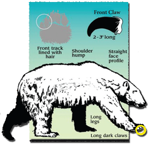 Hiking in Bear Country | Bear Safety Tips