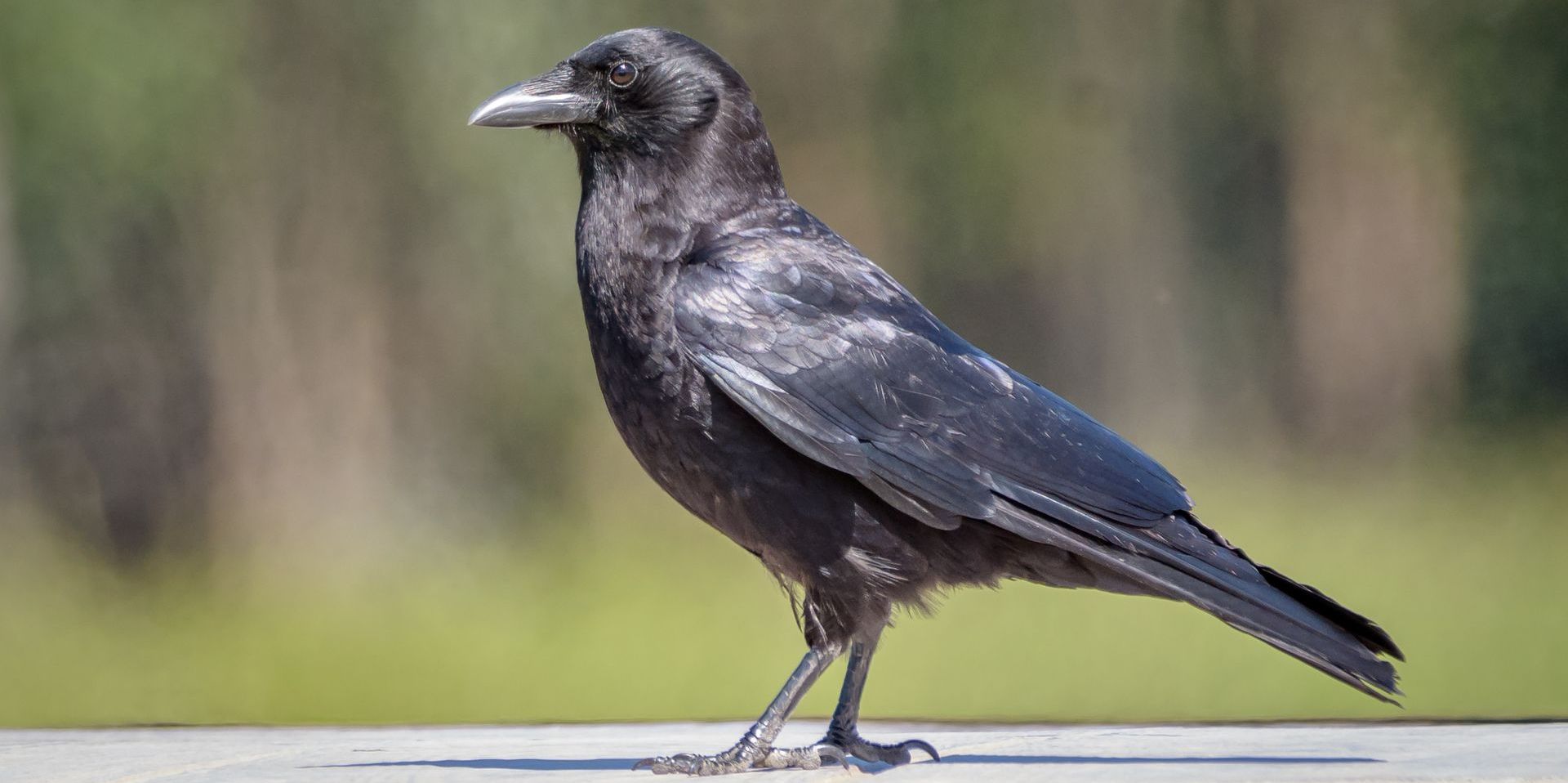 Grizzly Bear Rescue | Bozeman, MT | (406) 586-8893