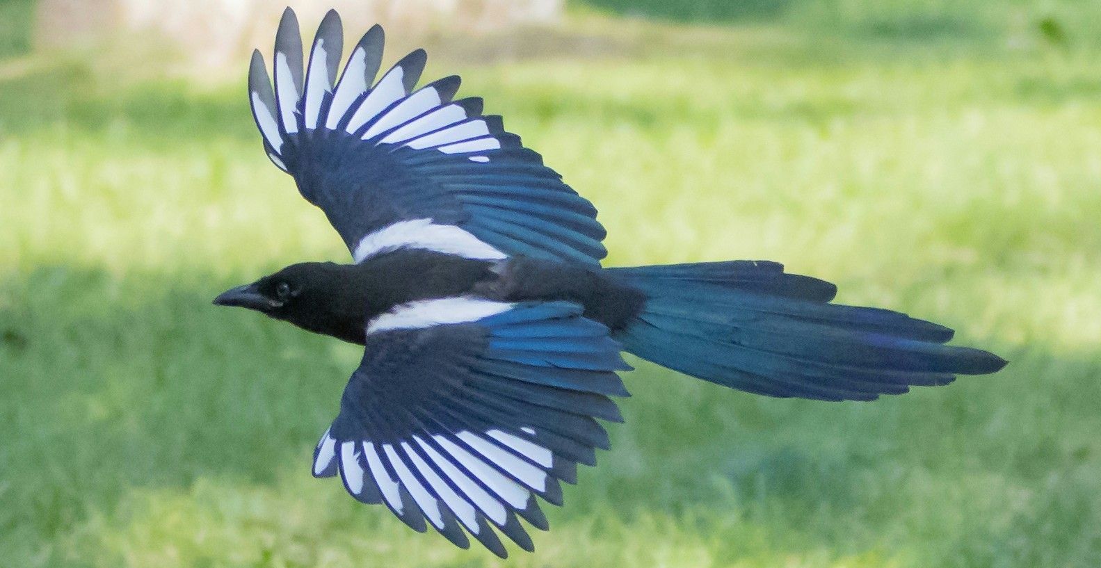 Grizzly Bear Rescue | Bozeman, MT | (406) 586-8893