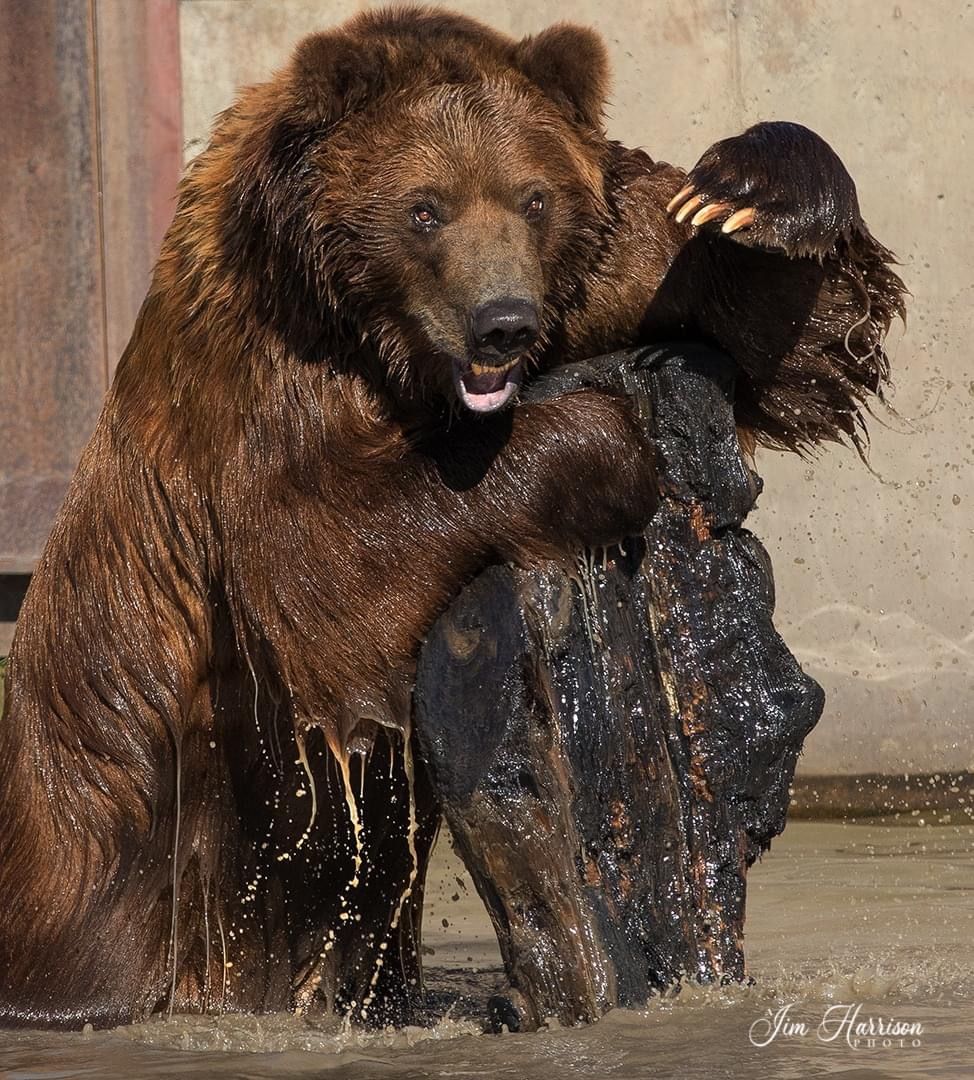 Montana Grizzly Encounter | Rescue & Education