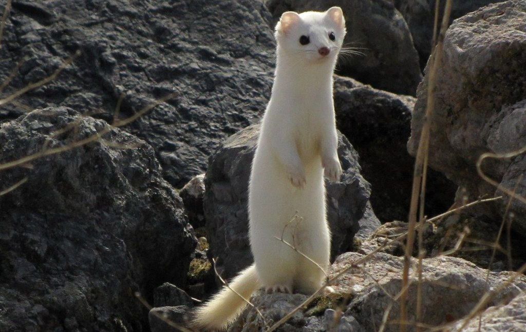 Grizzly Bear Rescue | Bozeman, MT | (406) 586-8893