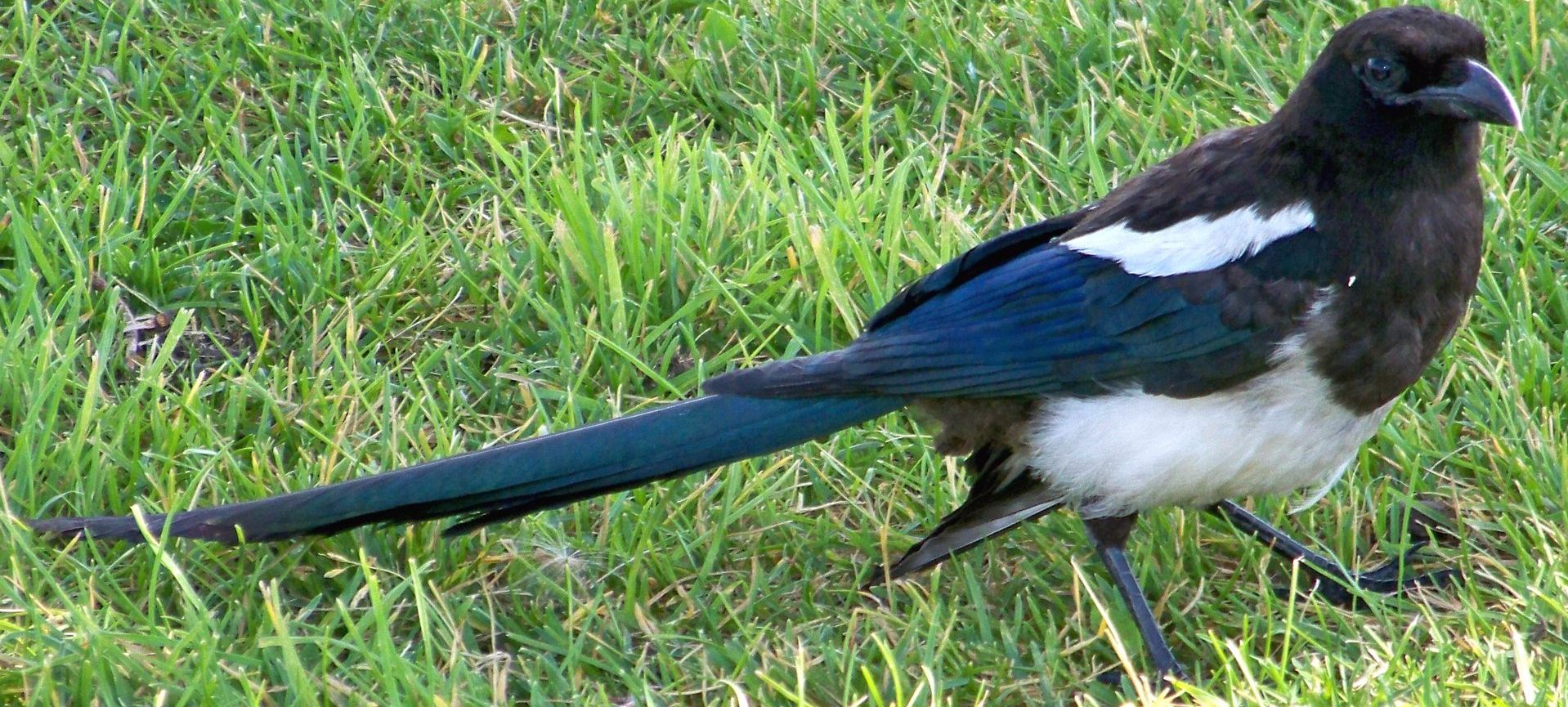 Grizzly Bear Rescue | Bozeman, MT | (406) 586-8893