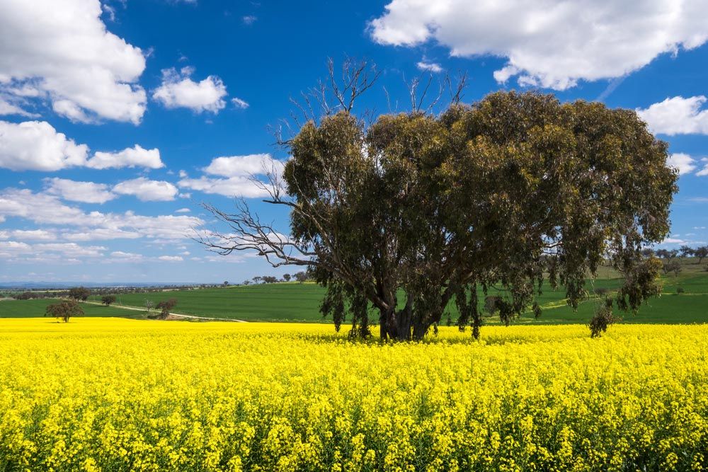 What To Do In Merriwa | Merriwa Motor Inn & Motel