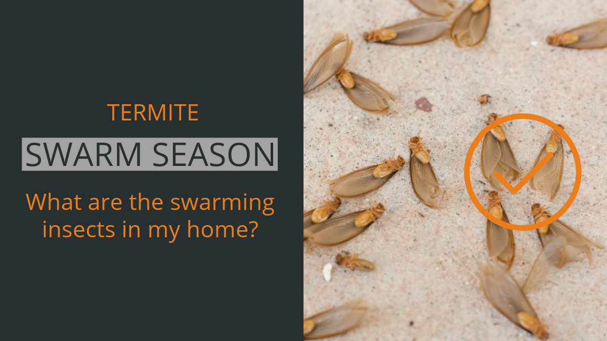 What are the swarming insects in my home?