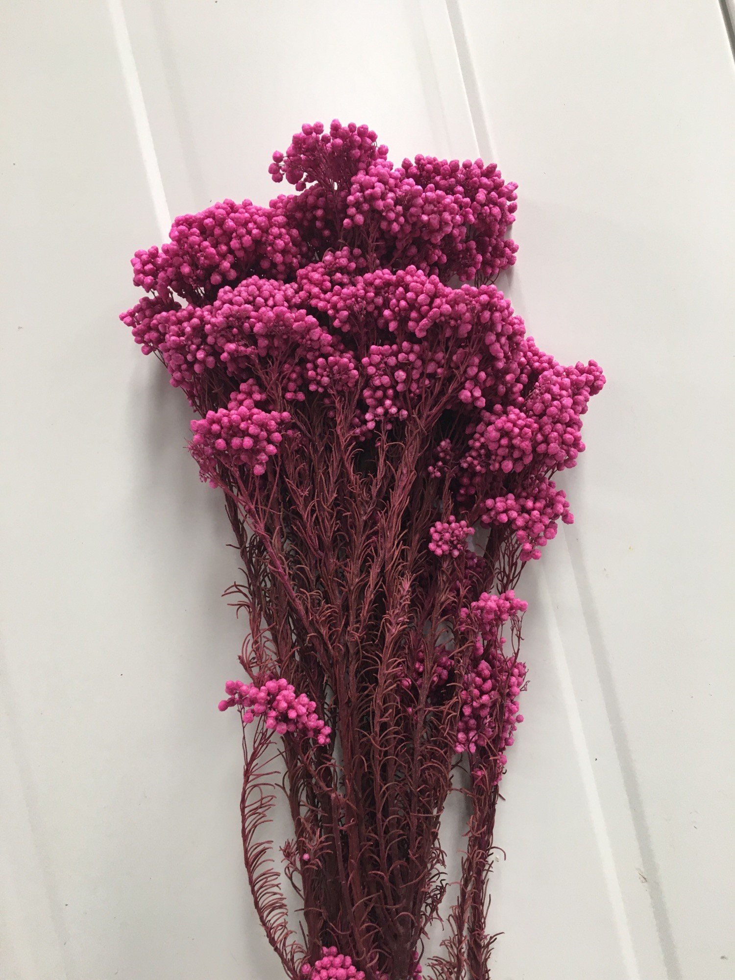 Wholesale Florist | Florist | Cut Flowers | Fresh Flowers | Wedding Flowers