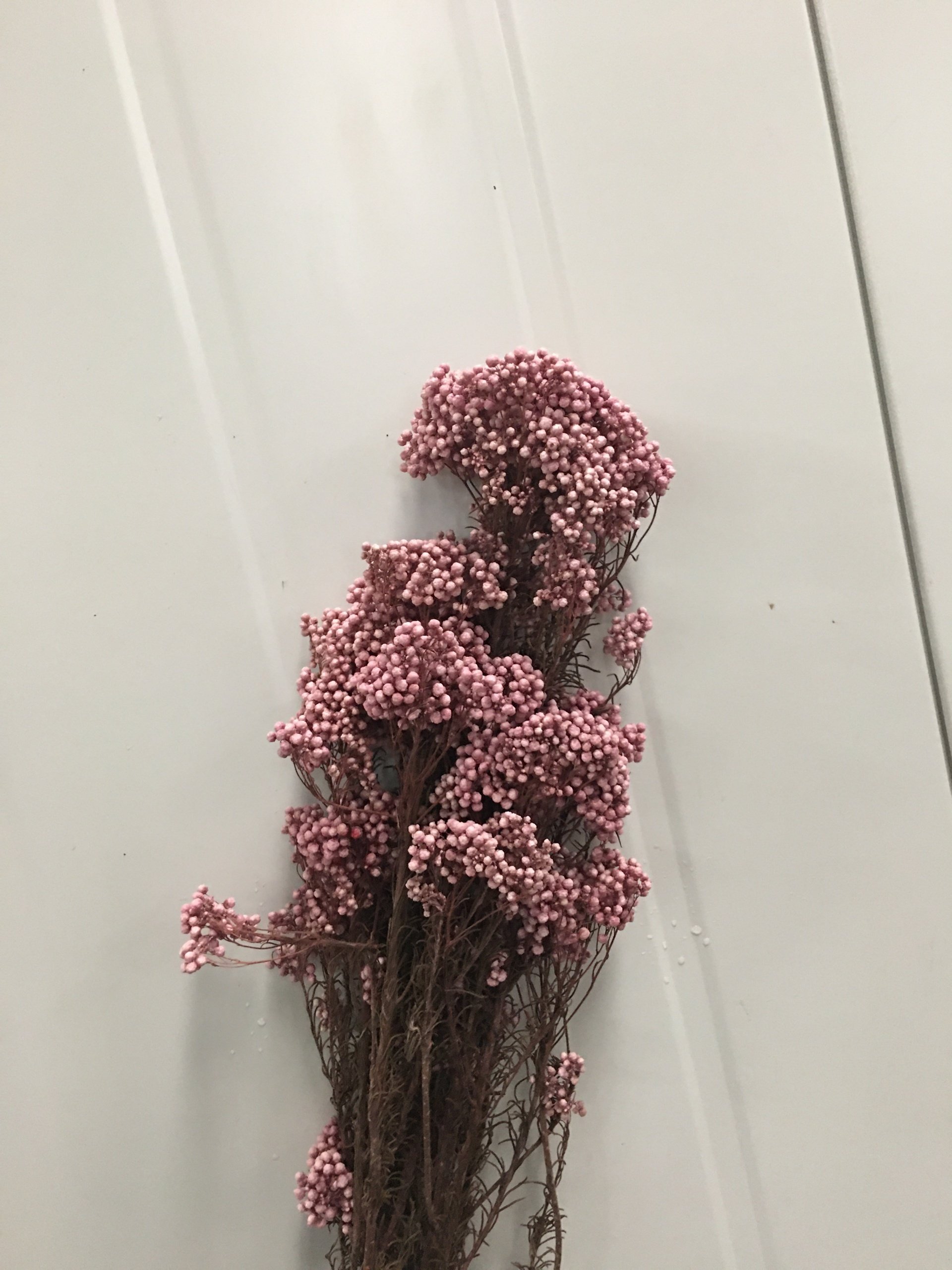 Wholesale Florist | Florist | Cut Flowers | Fresh Flowers | Wedding Flowers