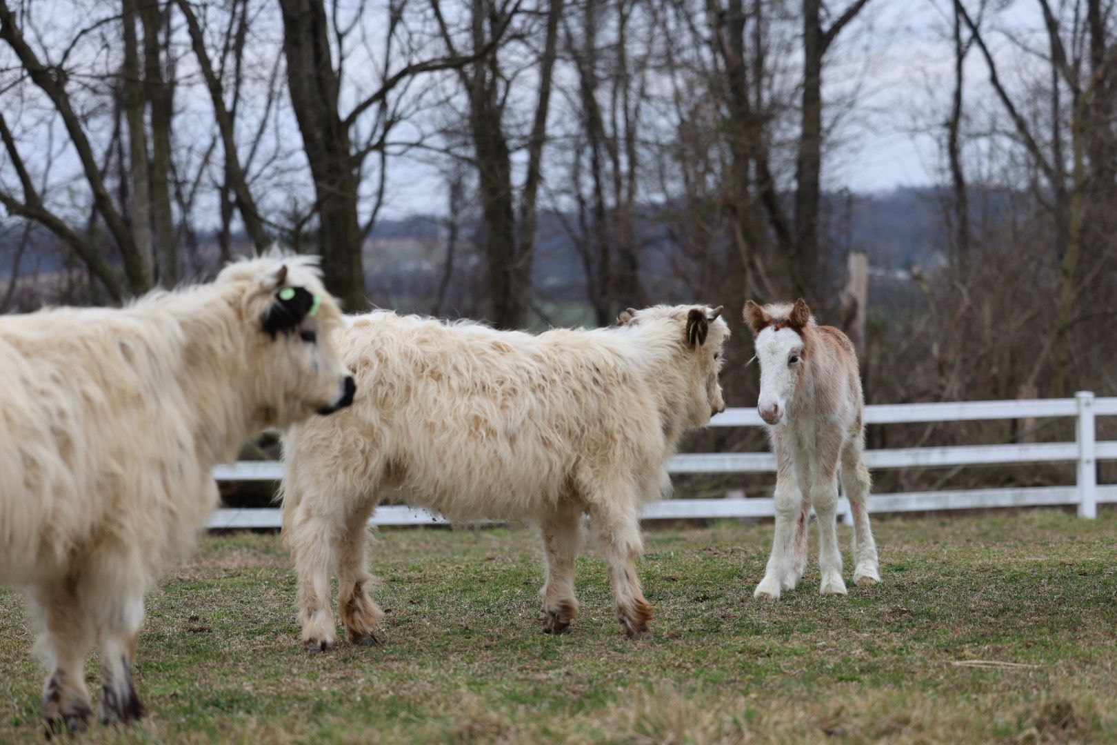 Dancing Dreams Vanner, Gypsy Vanner Horse Farm