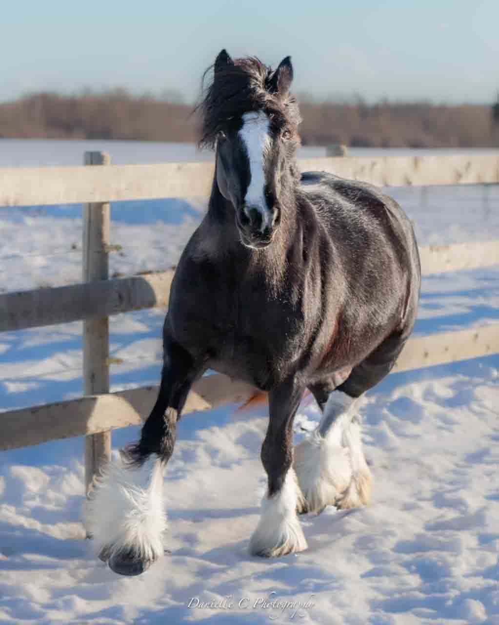 Dancing Dreams Vanner, Gypsy Vanner Horse Farm