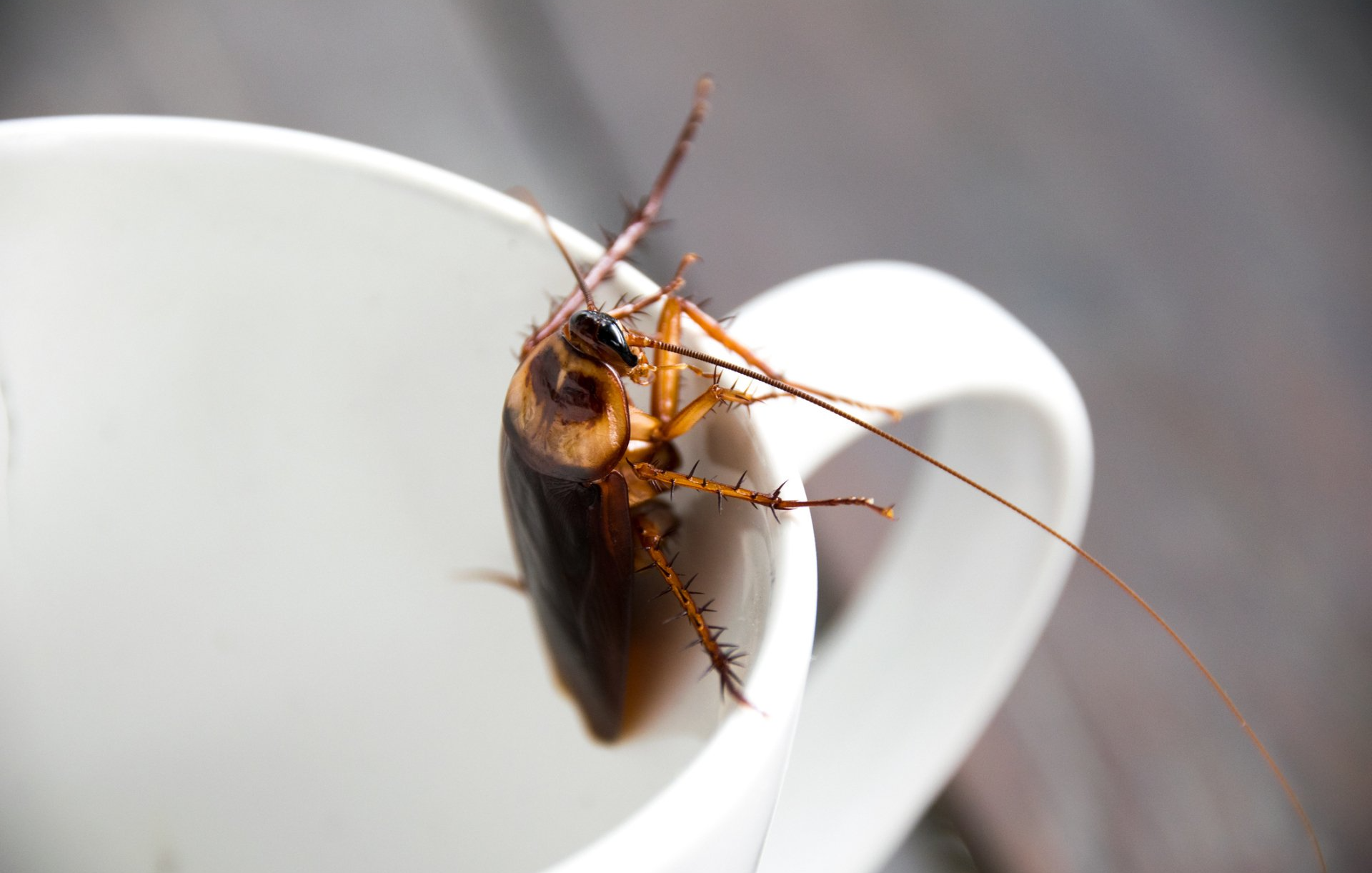 What are cockroaches | Dart Services