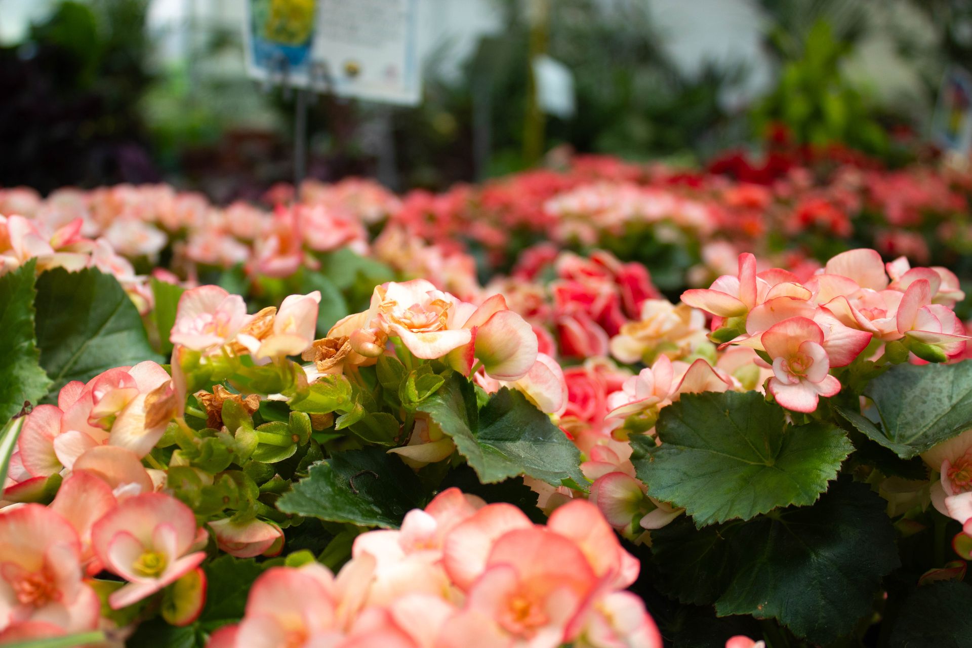 Our Story - Learn About Farmstead Flowers