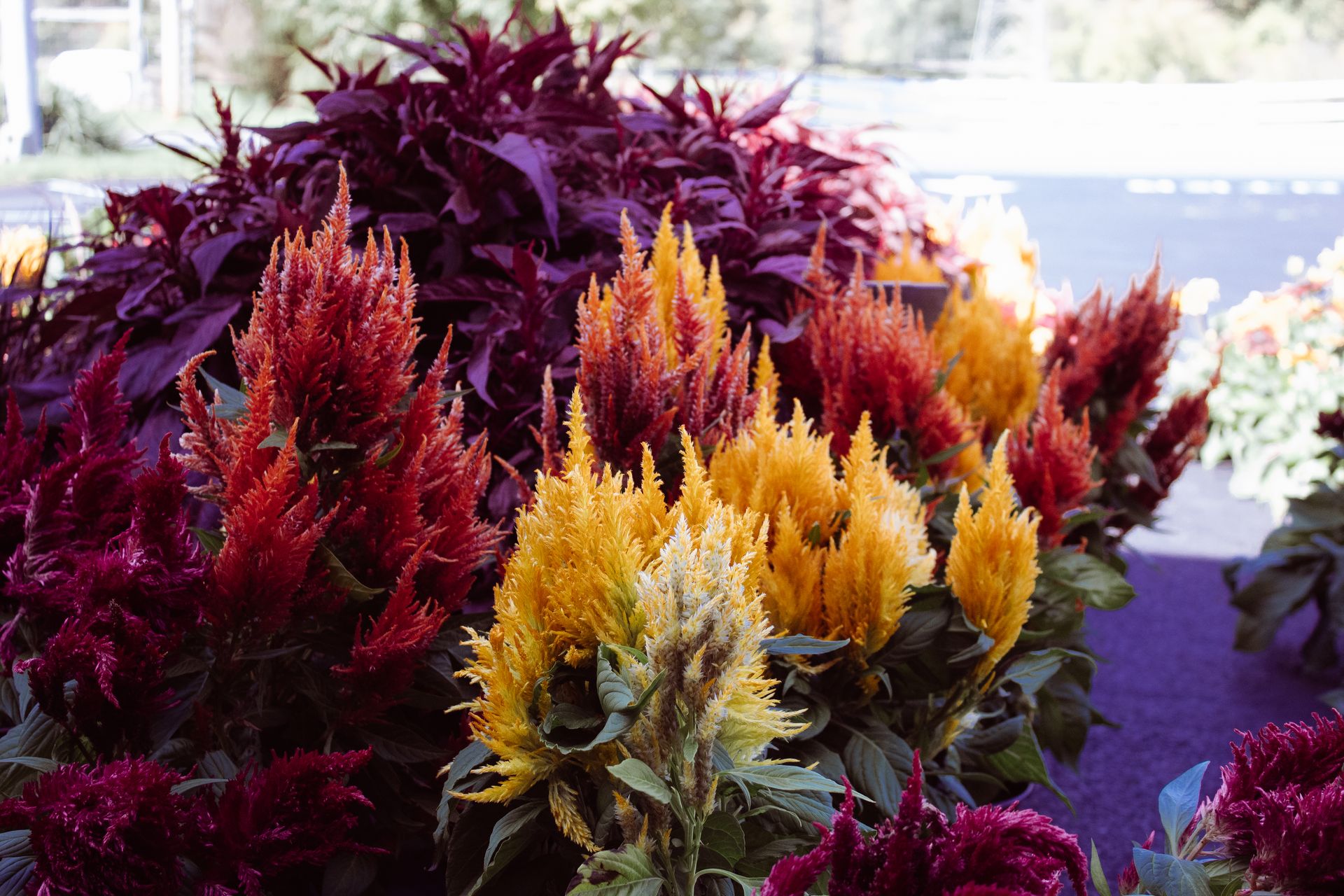 Our Story - Learn About Farmstead Flowers