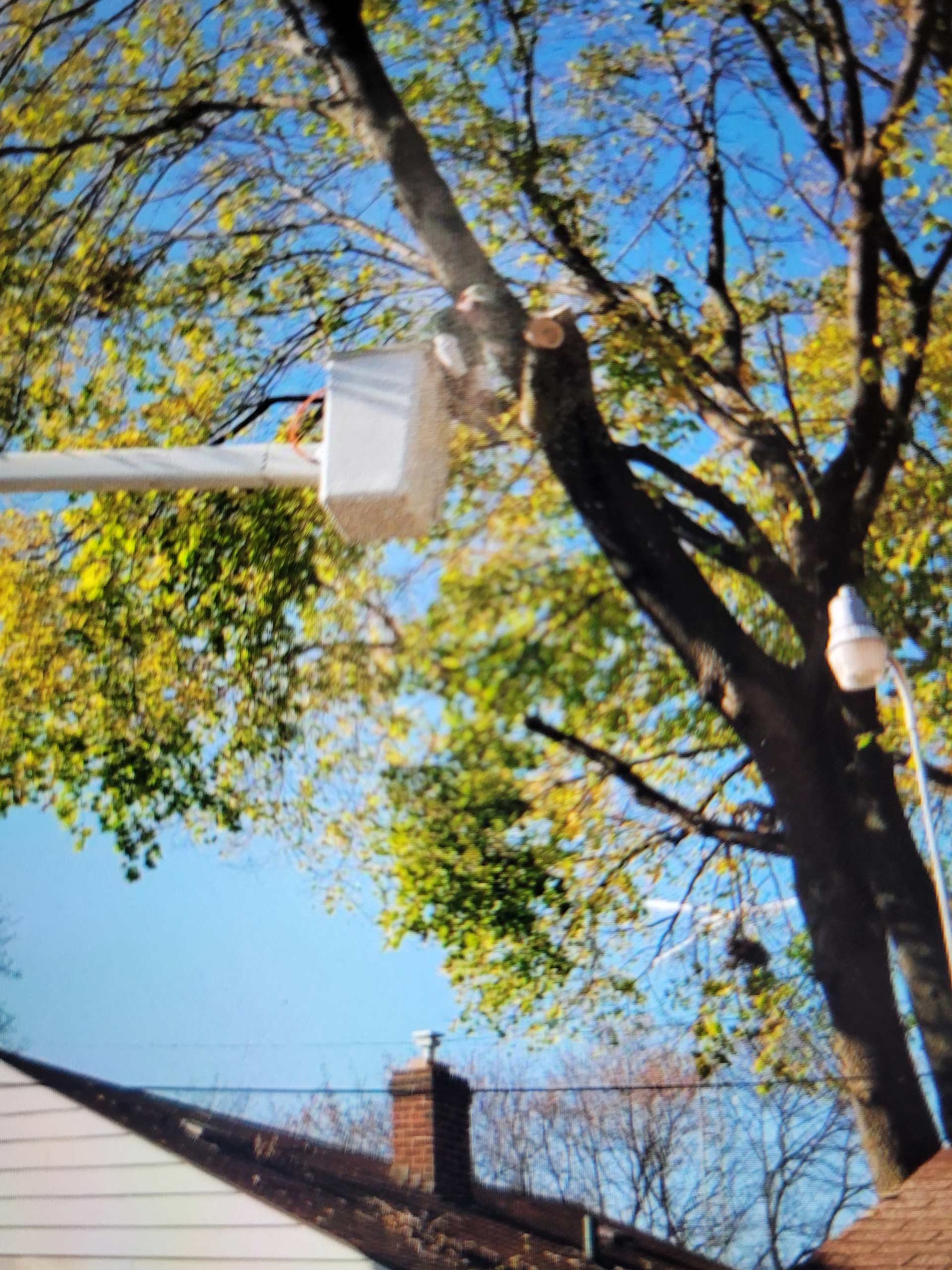 Our Tree Service Photos – Genesee County, MI