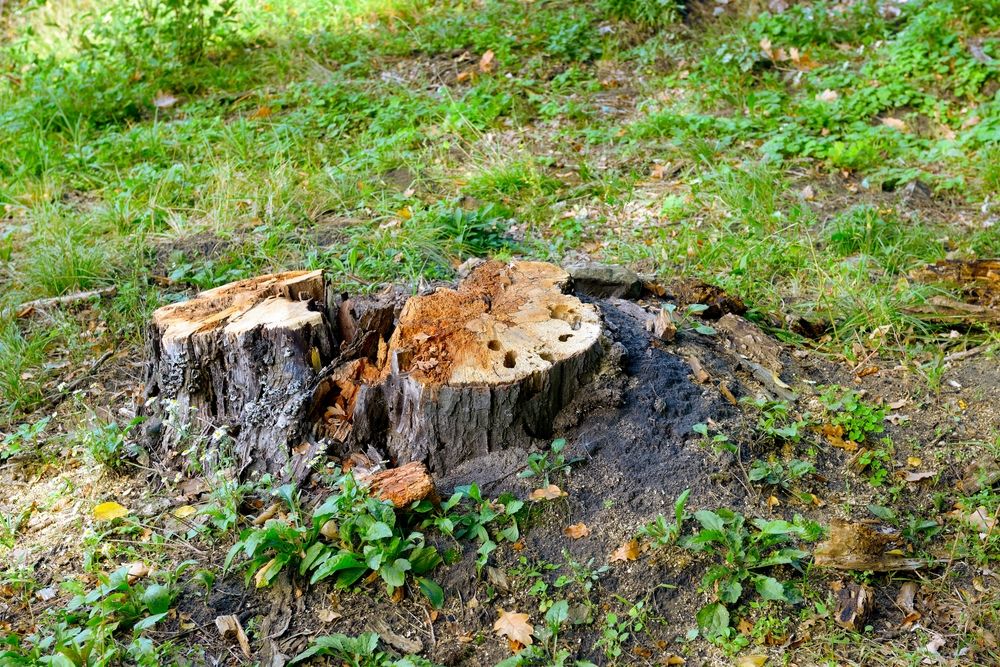 Stump Removal, Top Soil | Stumpmaster Stump Grinding | Olathe, KS