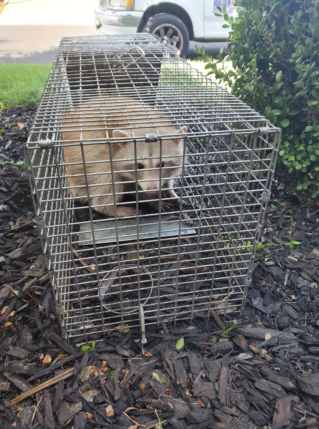 Golden State Critter Control - Top Rated Pest Control - Concord, California