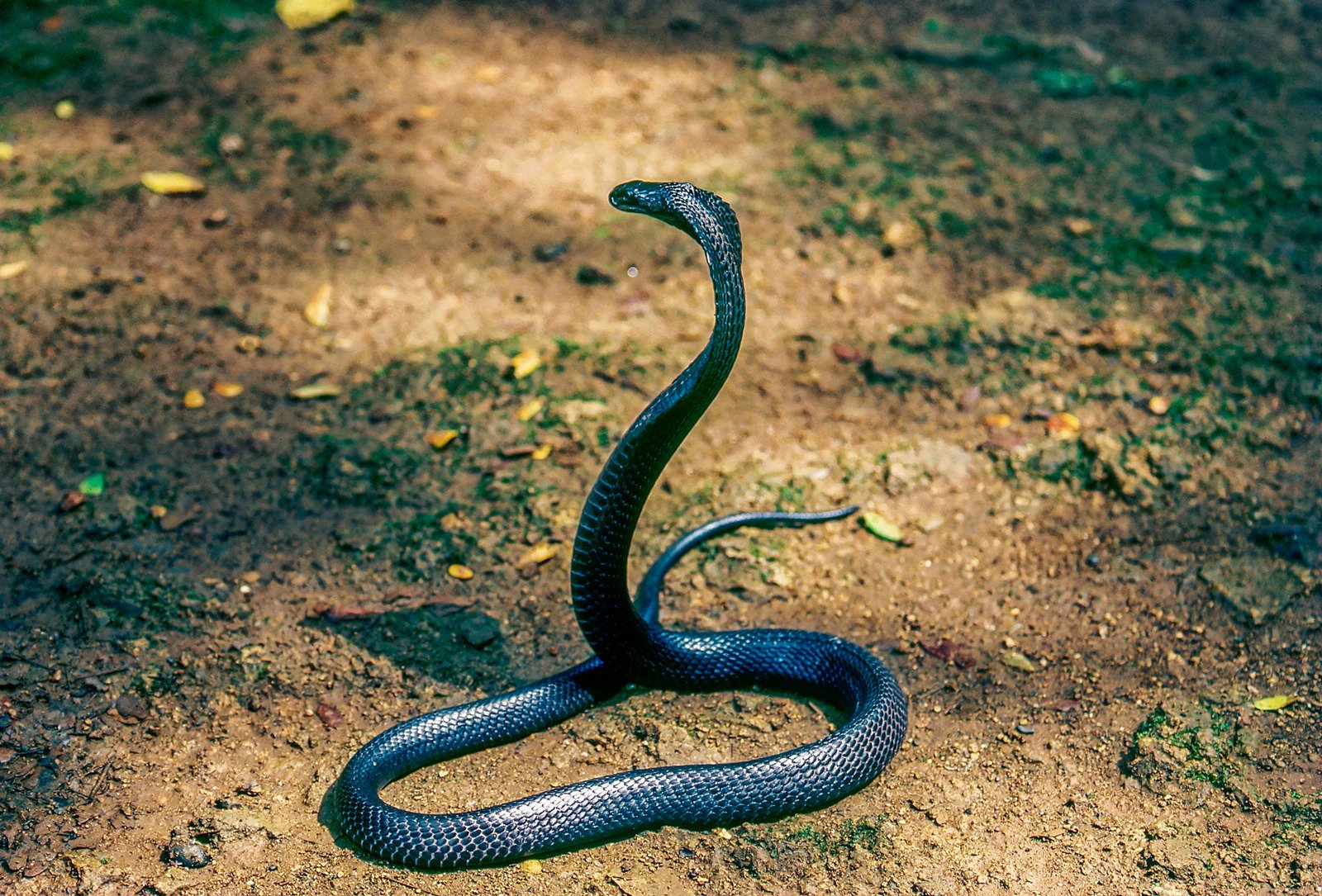Golden State Critter Control - Top Rated Pest Control - Concord, California