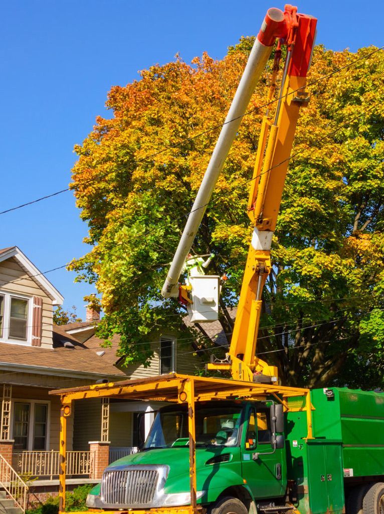 Duran Tree Service | Expert Tree Services in Portland