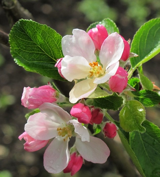 Harold’s Cross Heritage Apple Trees with Eoin Mac Lochlainn | Olivier ...