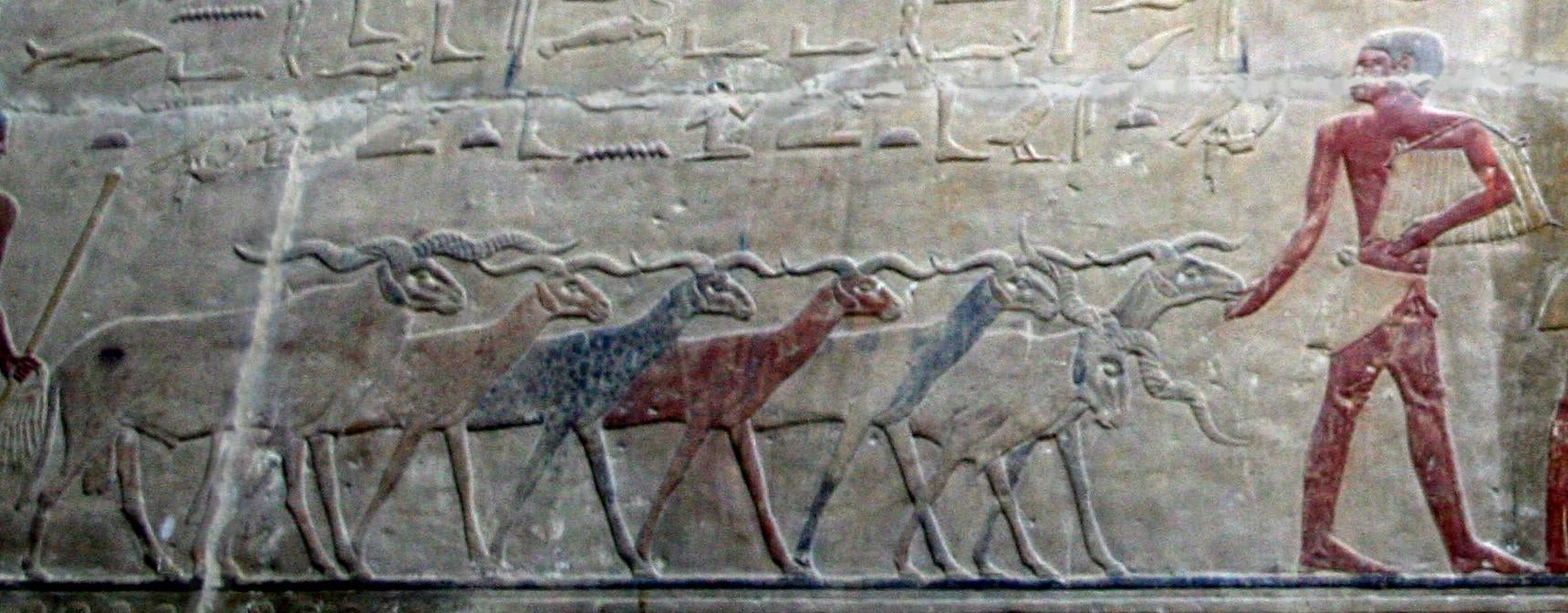 Name & Origin of the Djallonké sheep (Cameroon sheep)