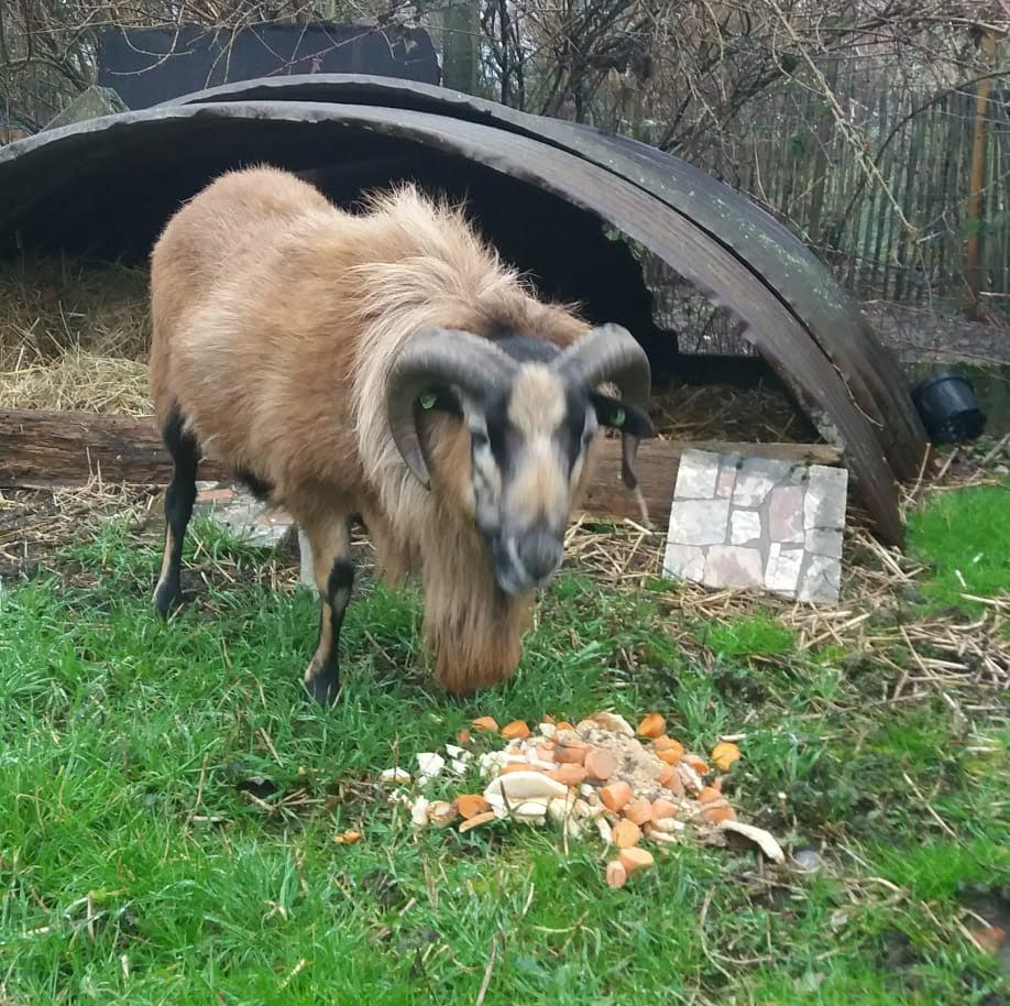 (Nederlands) ISDGS - Kameroen Schapen in Vlaanderen.