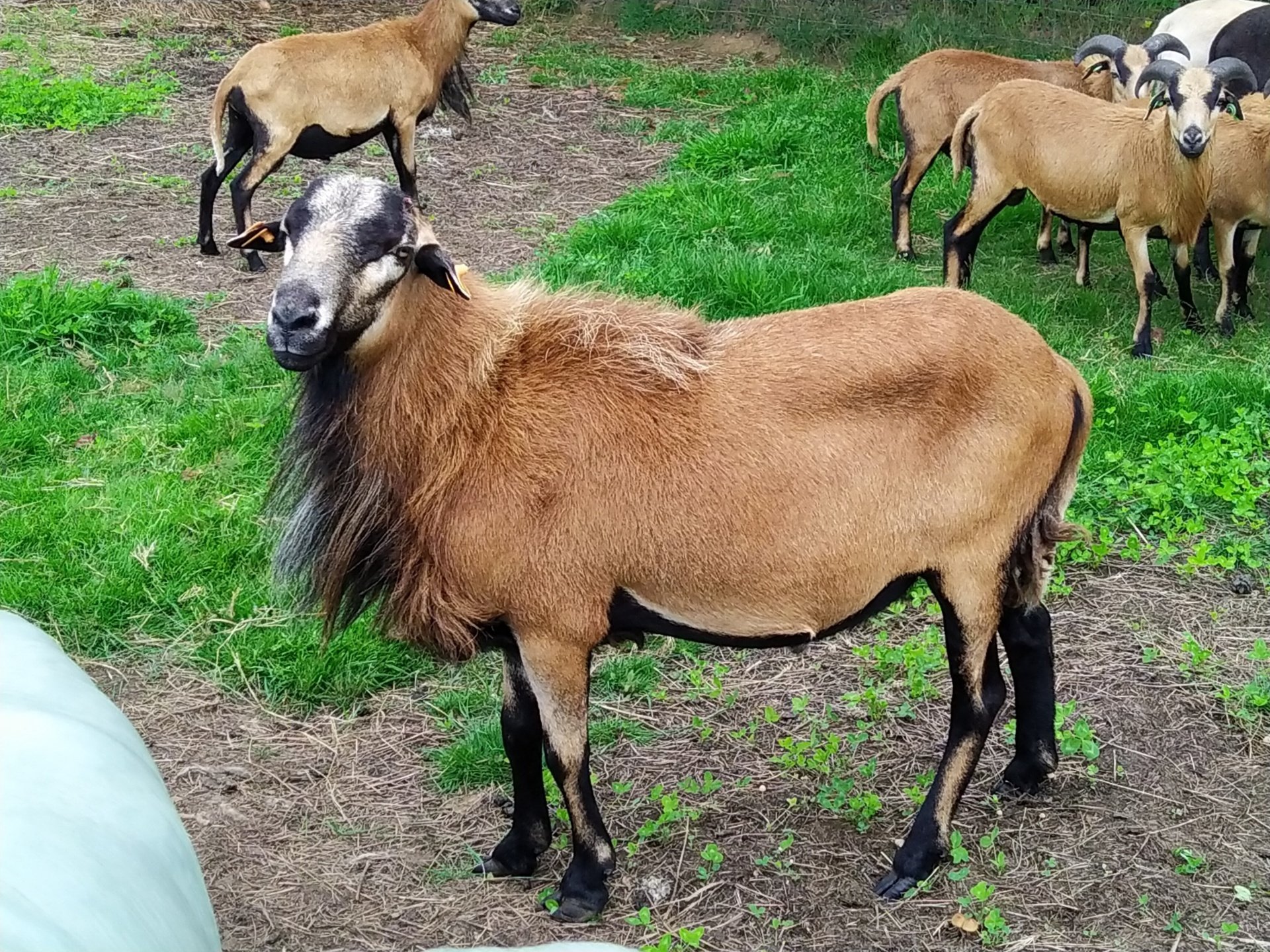 (Nederlands) ISDGS - Kameroen Schapen in Vlaanderen.