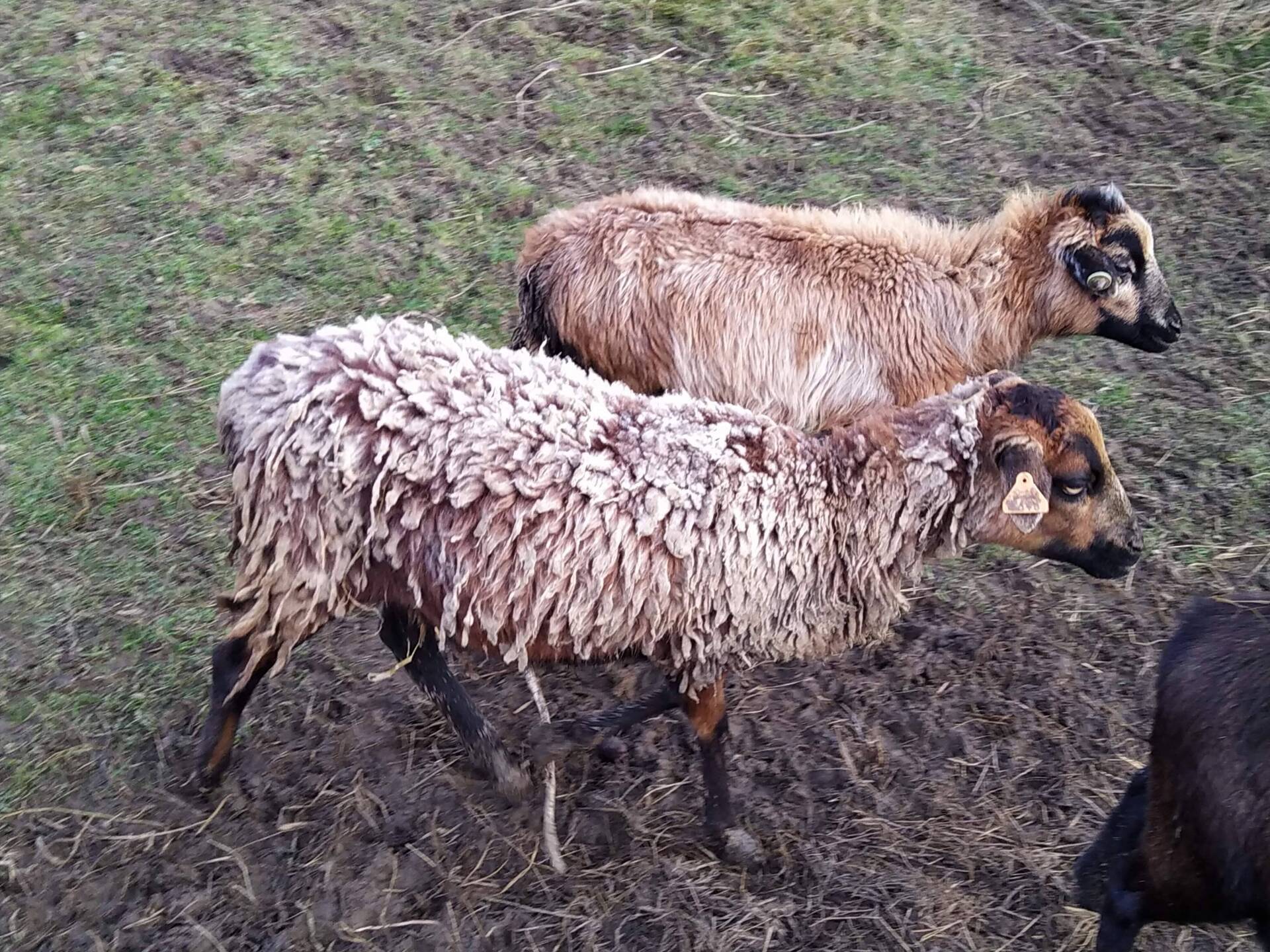 (Nederlands) ISDGS - Kameroen Schapen in Vlaanderen.