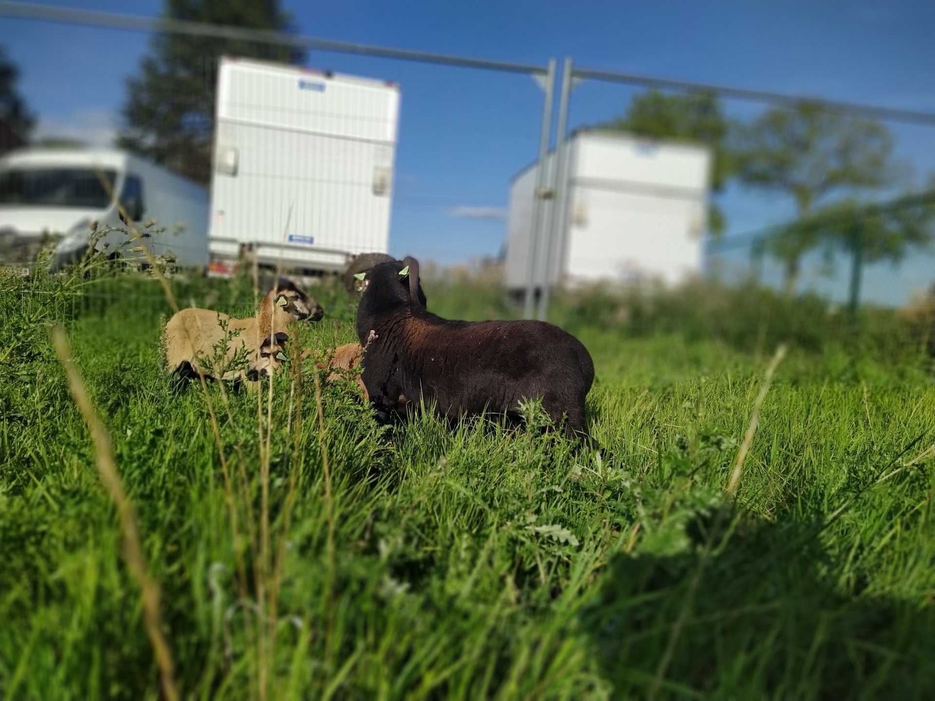 Adize's Azagba (EGP) (DNA-P)