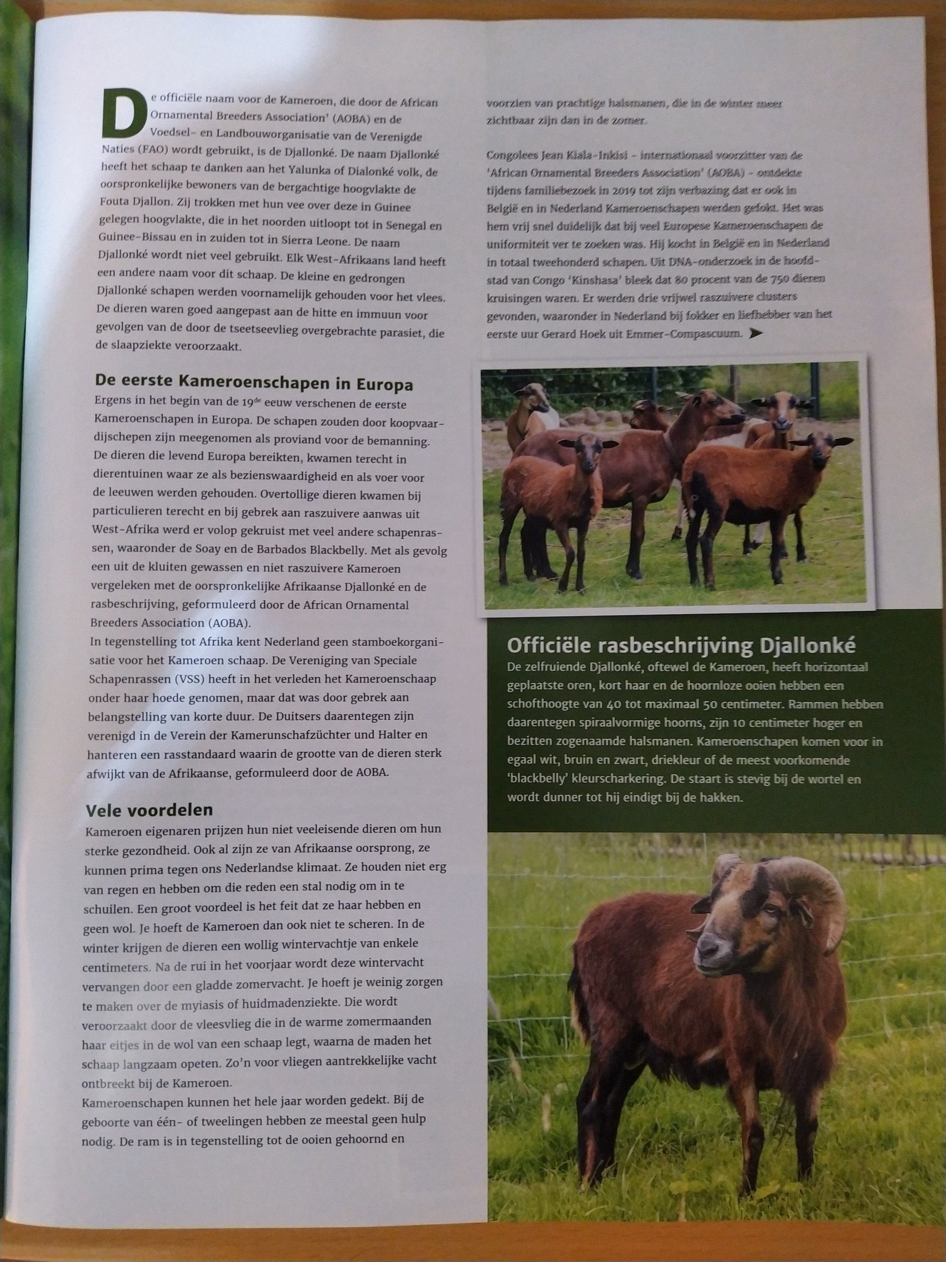 (Netherlands) Boerenvee Magazine - Nr5 Sept/Okt 2022