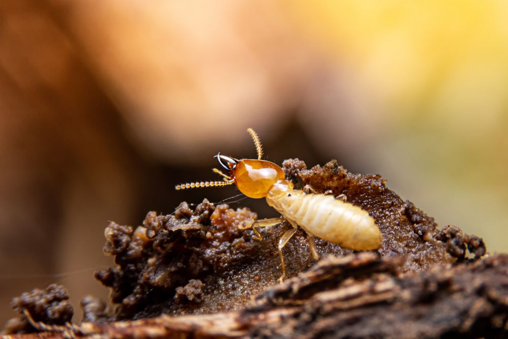 Termite Control | Los Angeles, CA | Pacific Termite