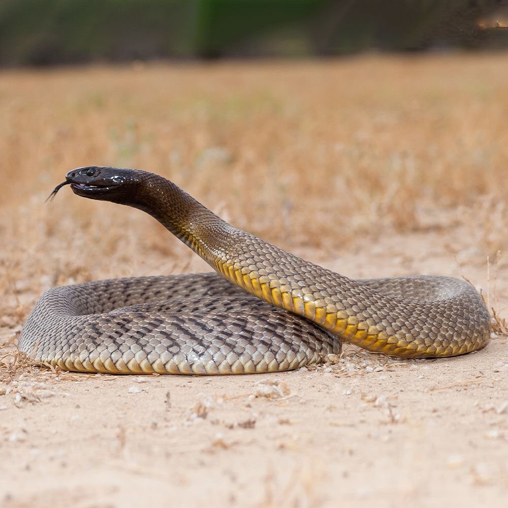 Snake Bites in Australia: Everything You Need to Know
