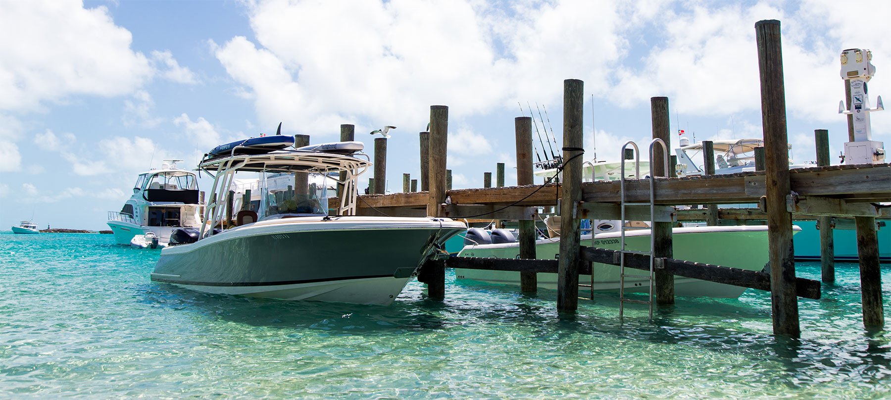 Swimming Pigs Tours from Nassau | Exuma Escapes Bahamas