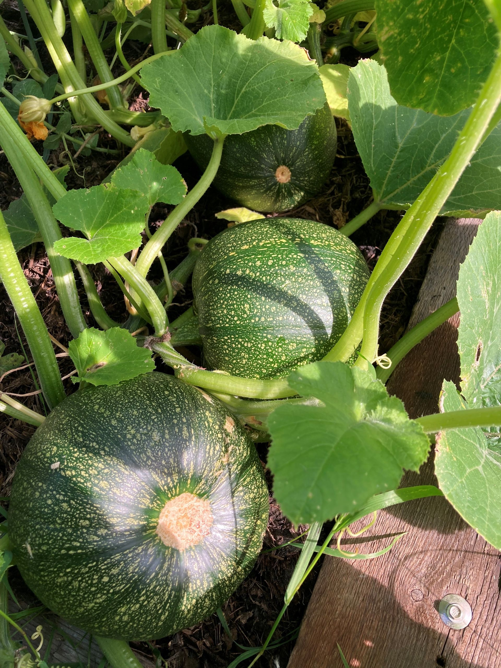 PYO Pumpkins