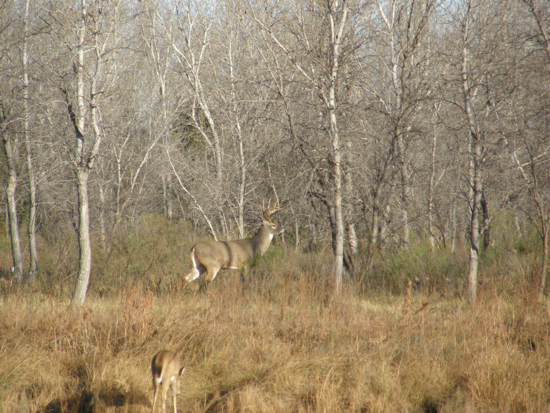 Reviews | Salt Fork Hunts - Whitetail Deer & Rio Grande Turkey