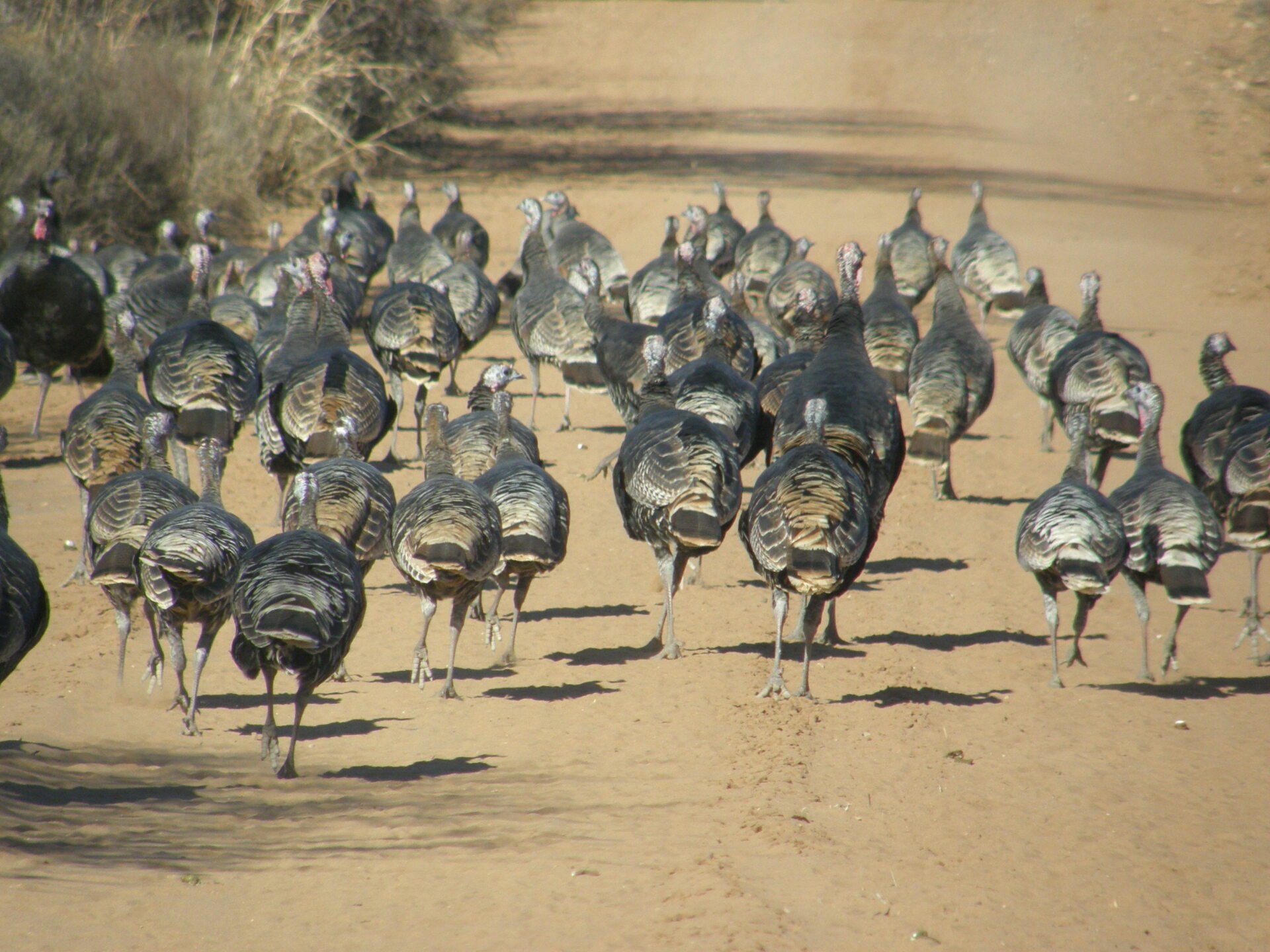 Plan Your Hunt | Salt Fork Hunts - Whitetail Deer & Rio Grande Turkey