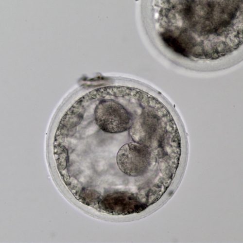 Equine Medical Services| Columbia, MO | The Equine Embryo: A Gallery