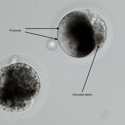 Equine Medical Services| Columbia, MO | The Equine Embryo: A Gallery