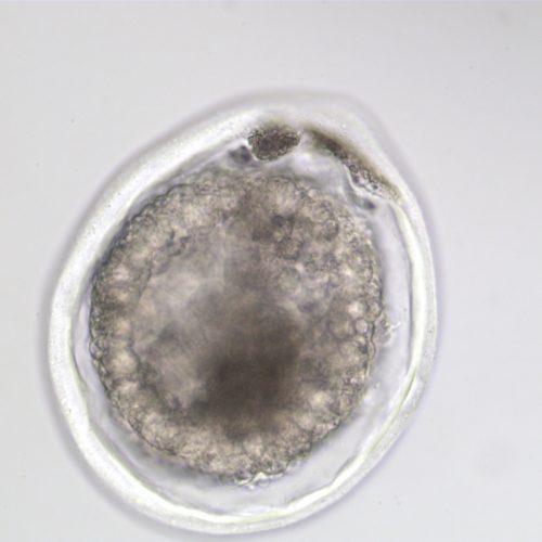 Equine Medical Services| Columbia, MO | The Equine Embryo: A Gallery