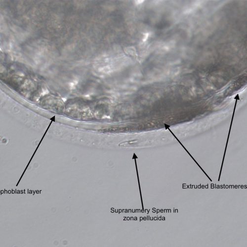Equine Medical Services| Columbia, MO | The Equine Embryo: A Gallery