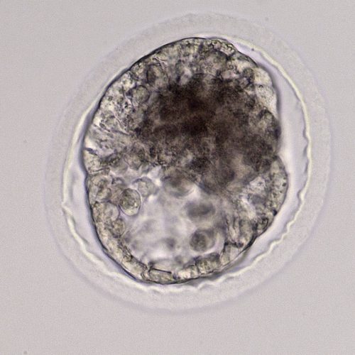 Equine Medical Services| Columbia, MO | The Equine Embryo: A Gallery